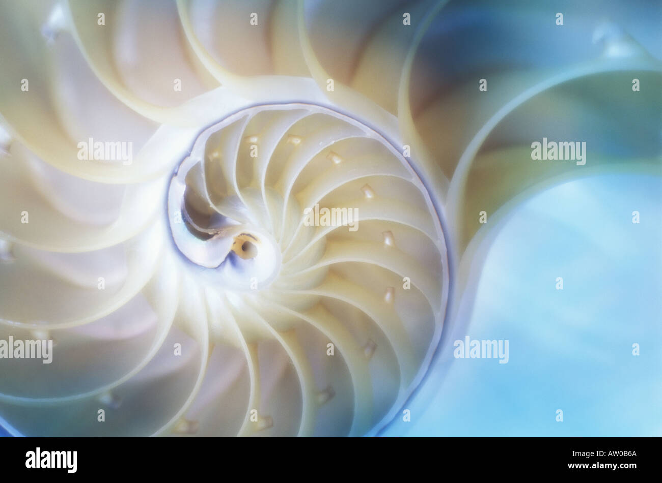 Cut away of Nautilus shell Stock Photo - Alamy