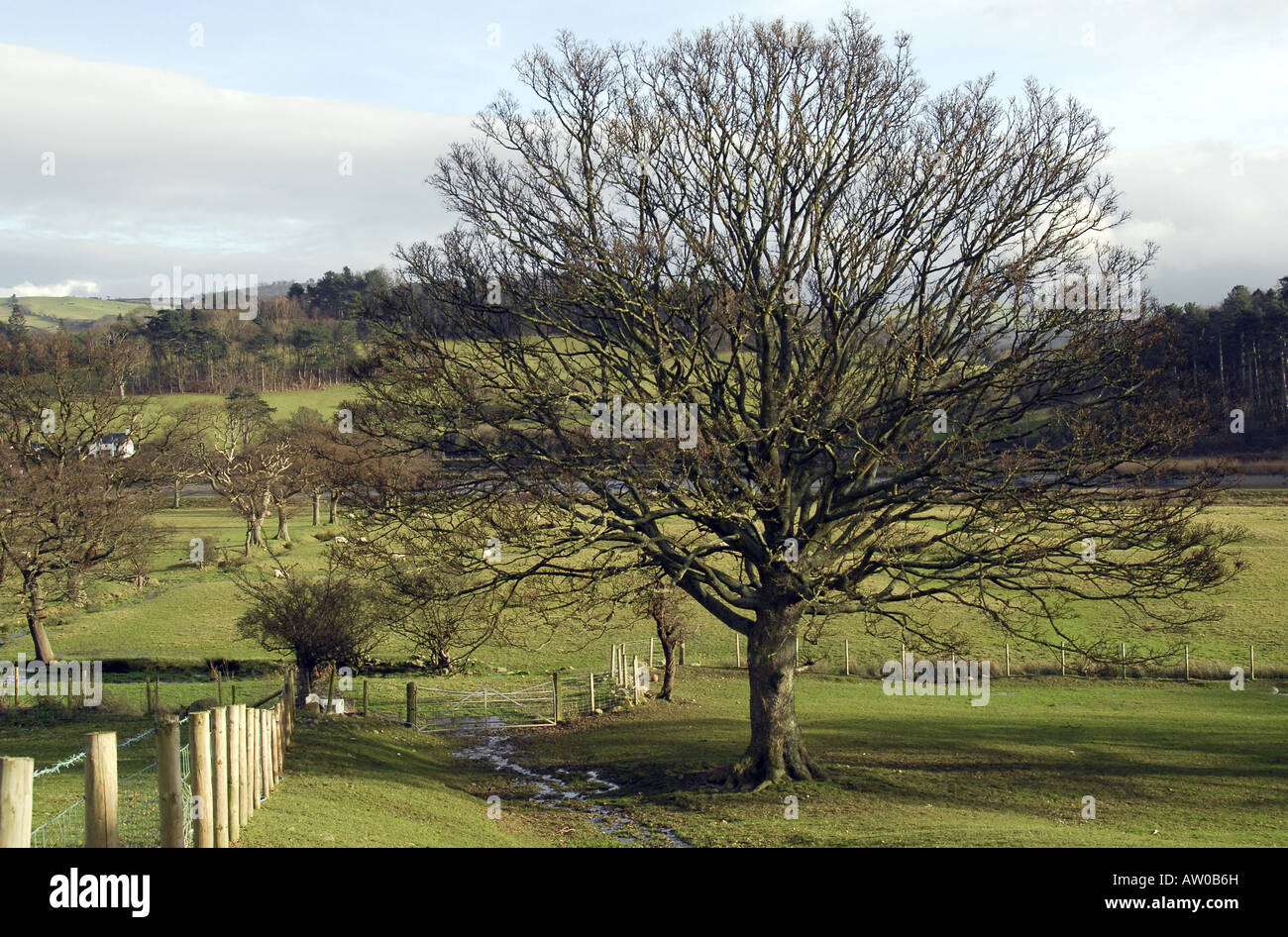 Sunshine on green Welsh spring countyside scene Stock Photo - Alamy