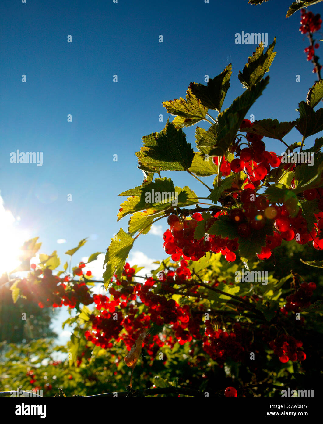 Wild Red Currant Berries, Tallberg, Sweden Stock Photo - Alamy