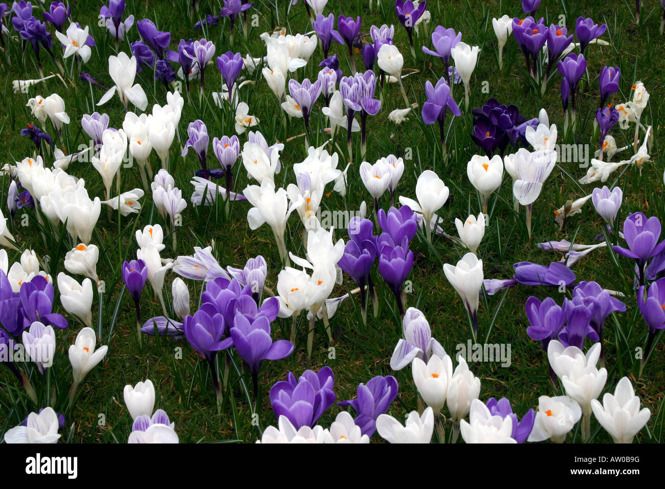 flowering crocus spring - Crocus Iridaceae bloom blooming blooms ...