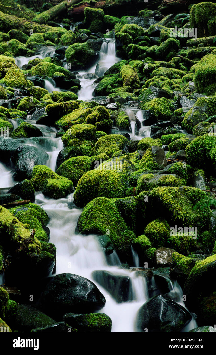 Rainforest watercourse hi-res stock photography and images - Alamy