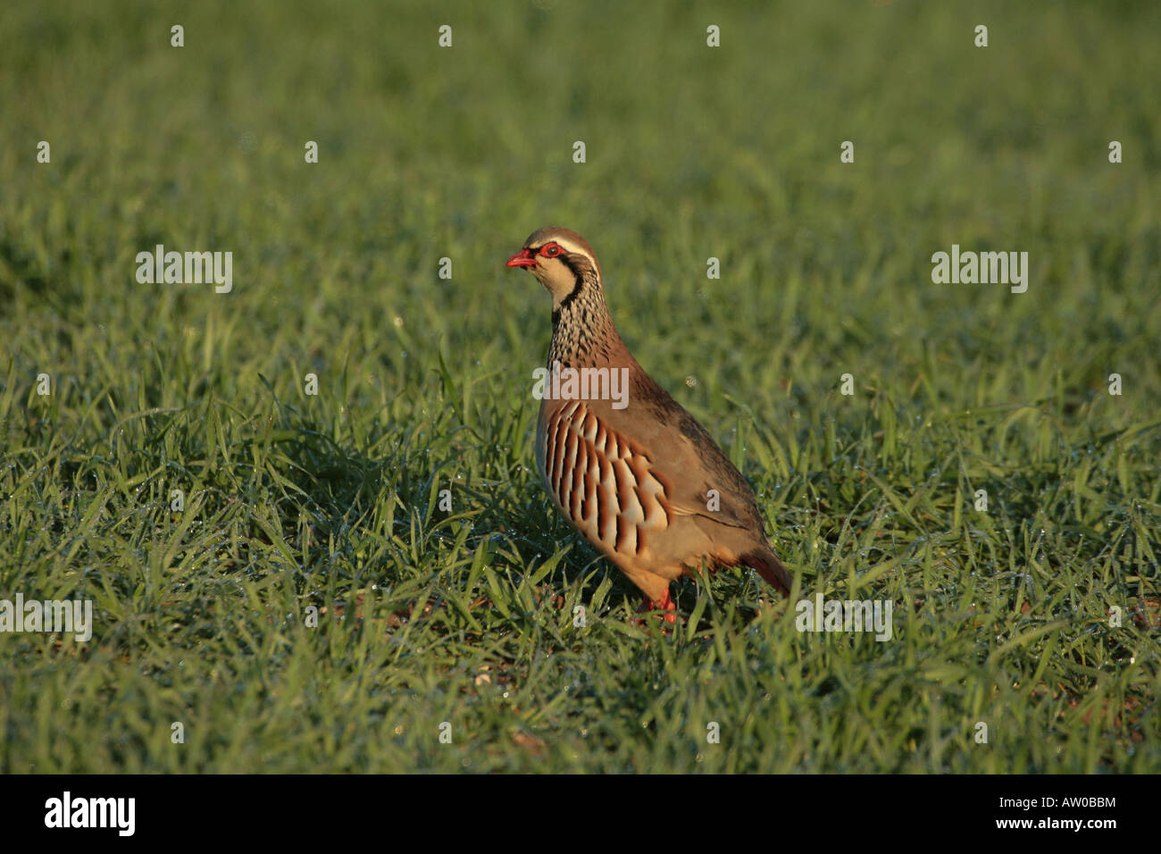 Red-legged Partridge Alectoris rufa in a cereal field Stock Photo - Alamy