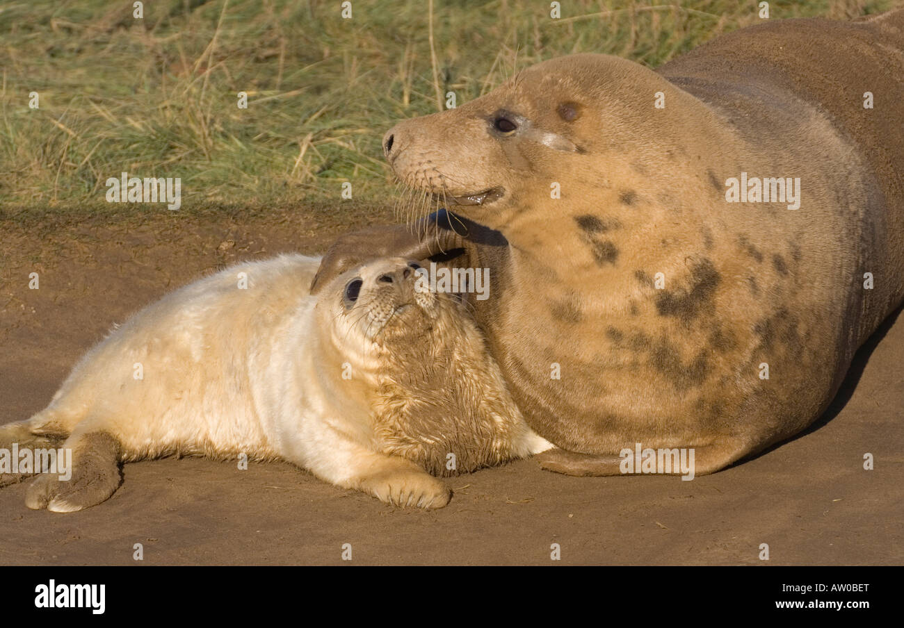 Cuddle nook hi-res stock photography and images - Alamy