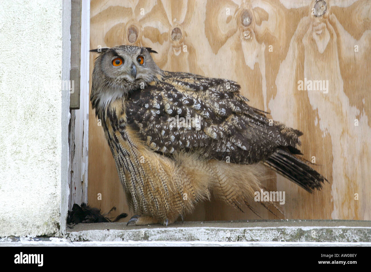 Eagle owl (latin: Bubo bubo) sitting on window ledge. Night bird of ...