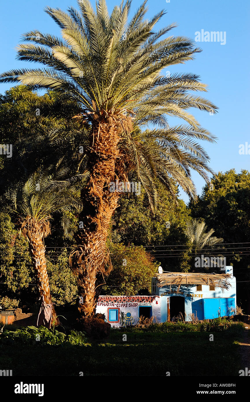 Egypt palm tree High Resolution Stock Photography and Images - Alamy