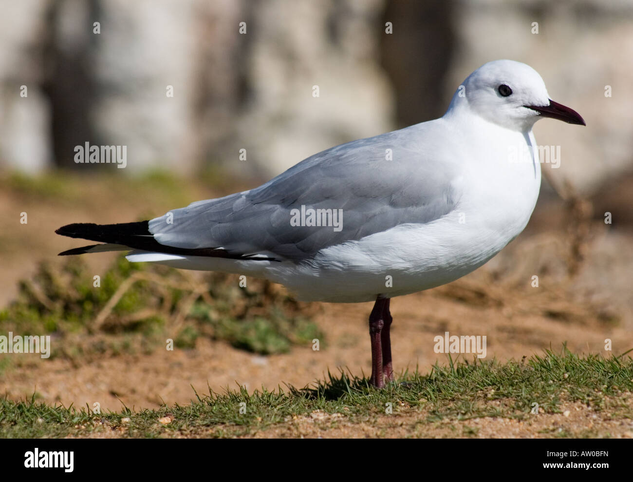 Hartlaub gulls hi-res stock photography and images - Alamy