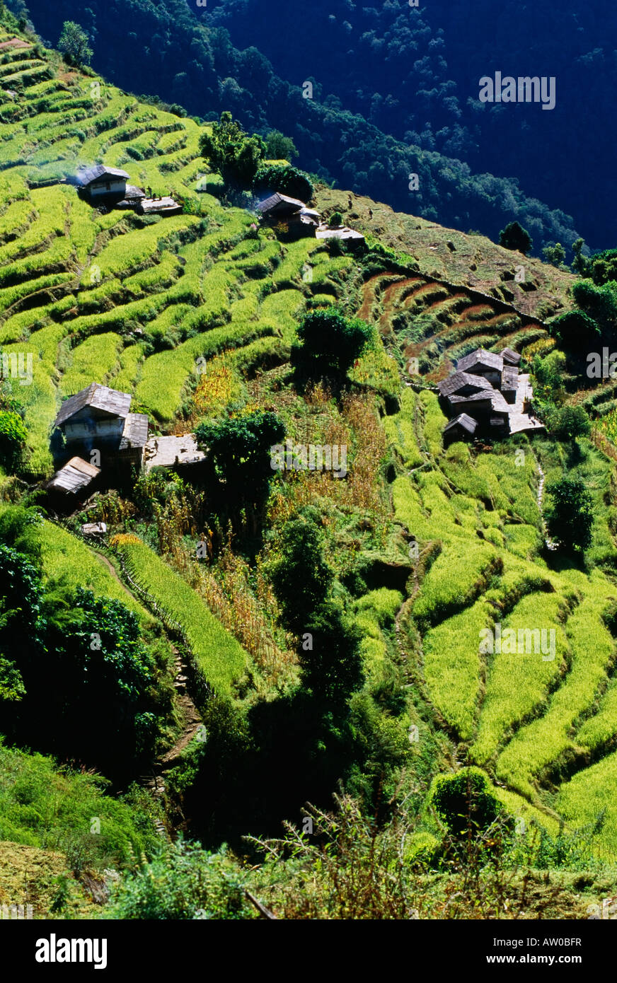 Terraced Fields, Annapurna Region, Nepal Stock Photo - Alamy
