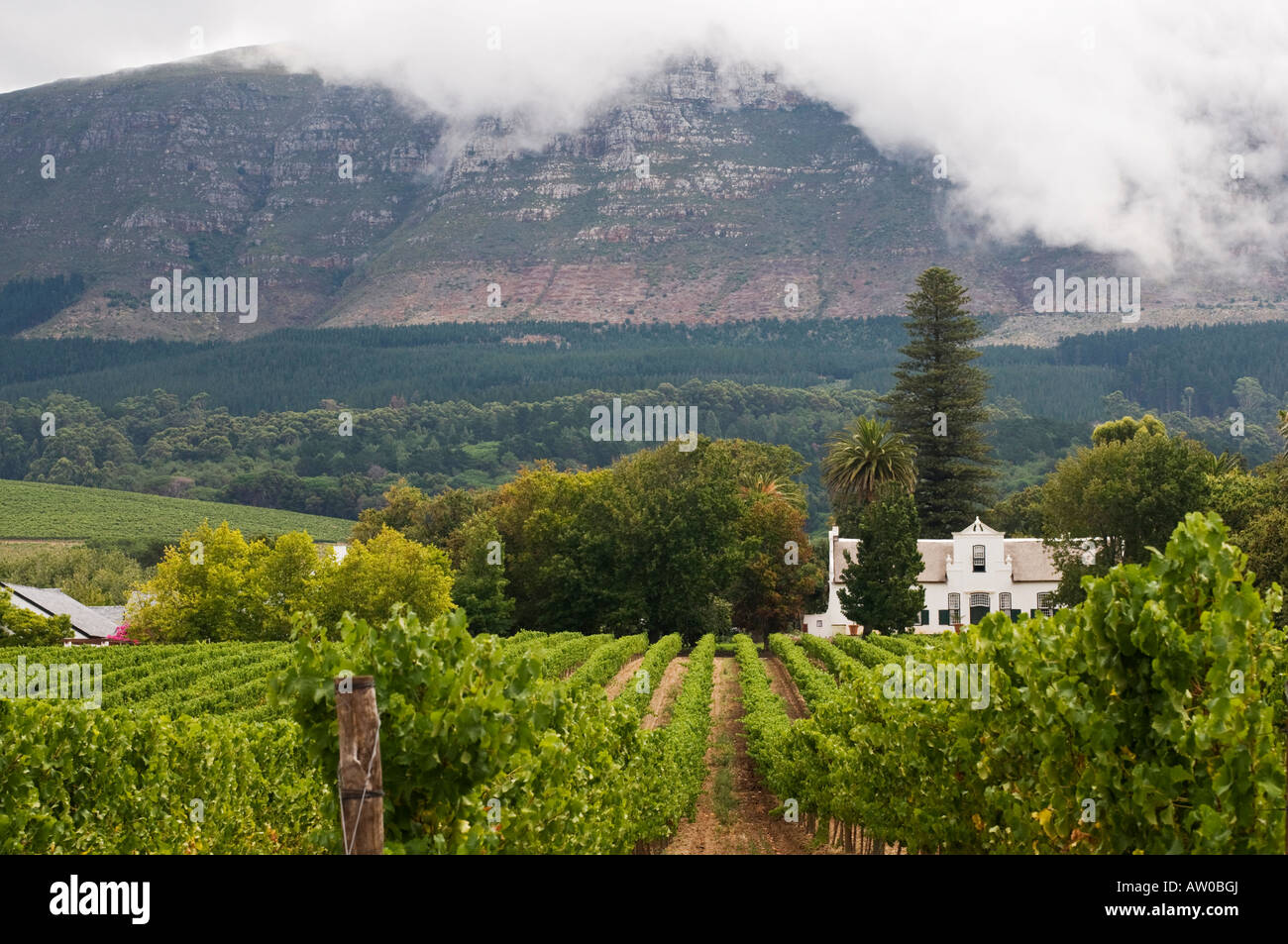 Buitenverwachting Wine Farm situated in Constantia Valley in Cape Town ...