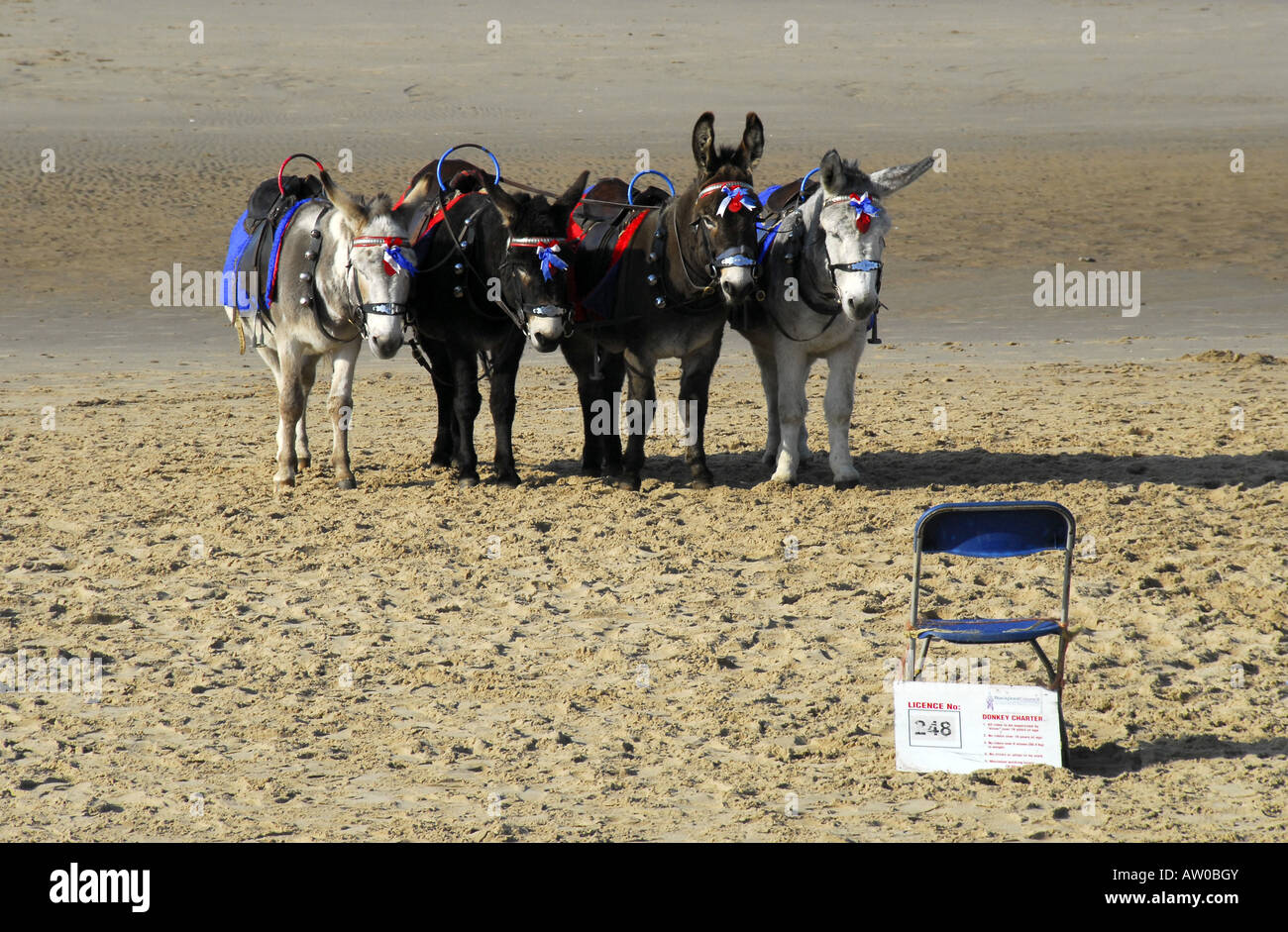 Donkey on beach brighton hi-res stock photography and images - Alamy