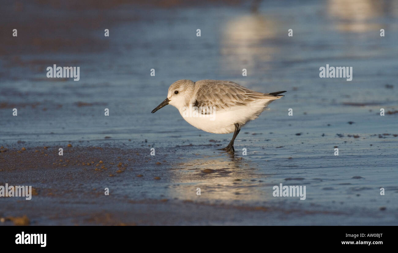 Sanderling on beach Stock Photo - Alamy