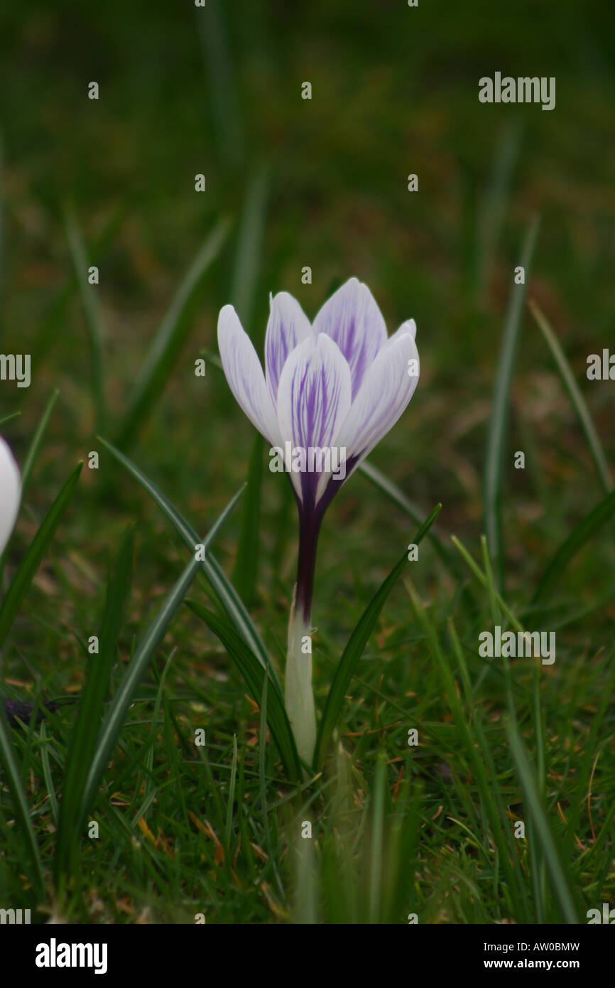 flowering crocus spring - Crocus Iridaceae bloom blooming blooms ...