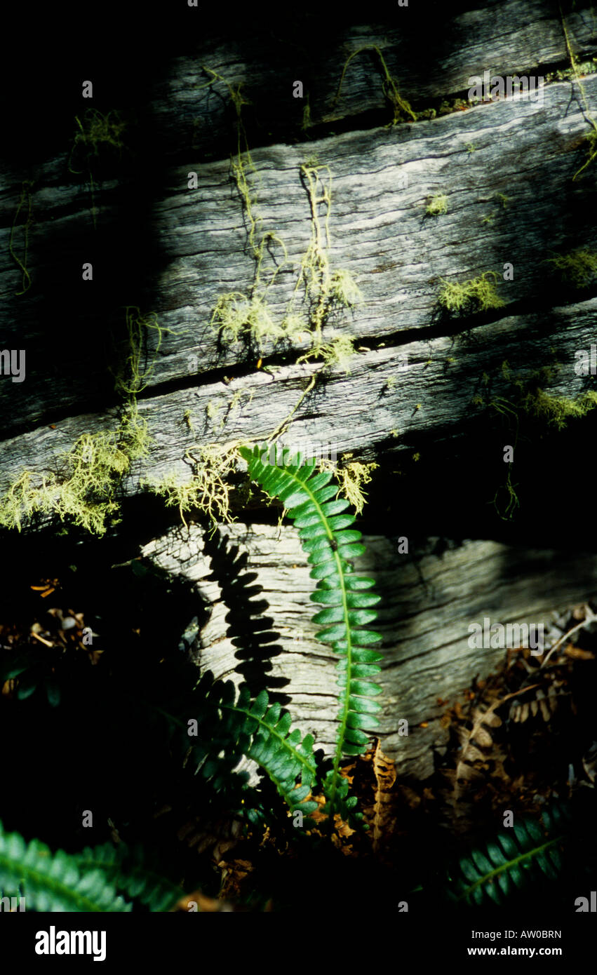 A fern in the forest undergrowth of Parque Nacional Torres del Paine ...