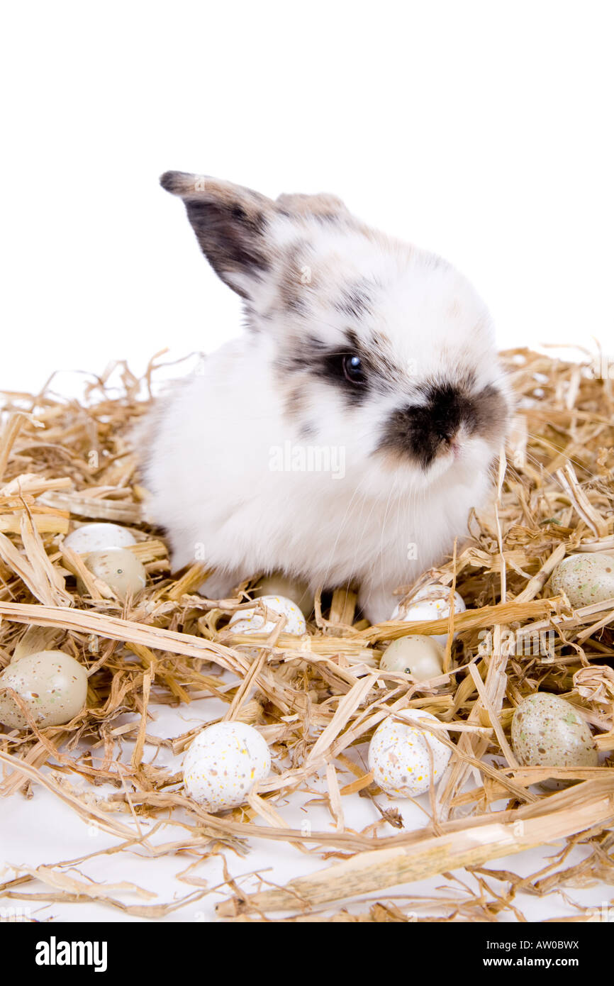 Cute little easter bunny sitting on straw Stock Photo - Alamy