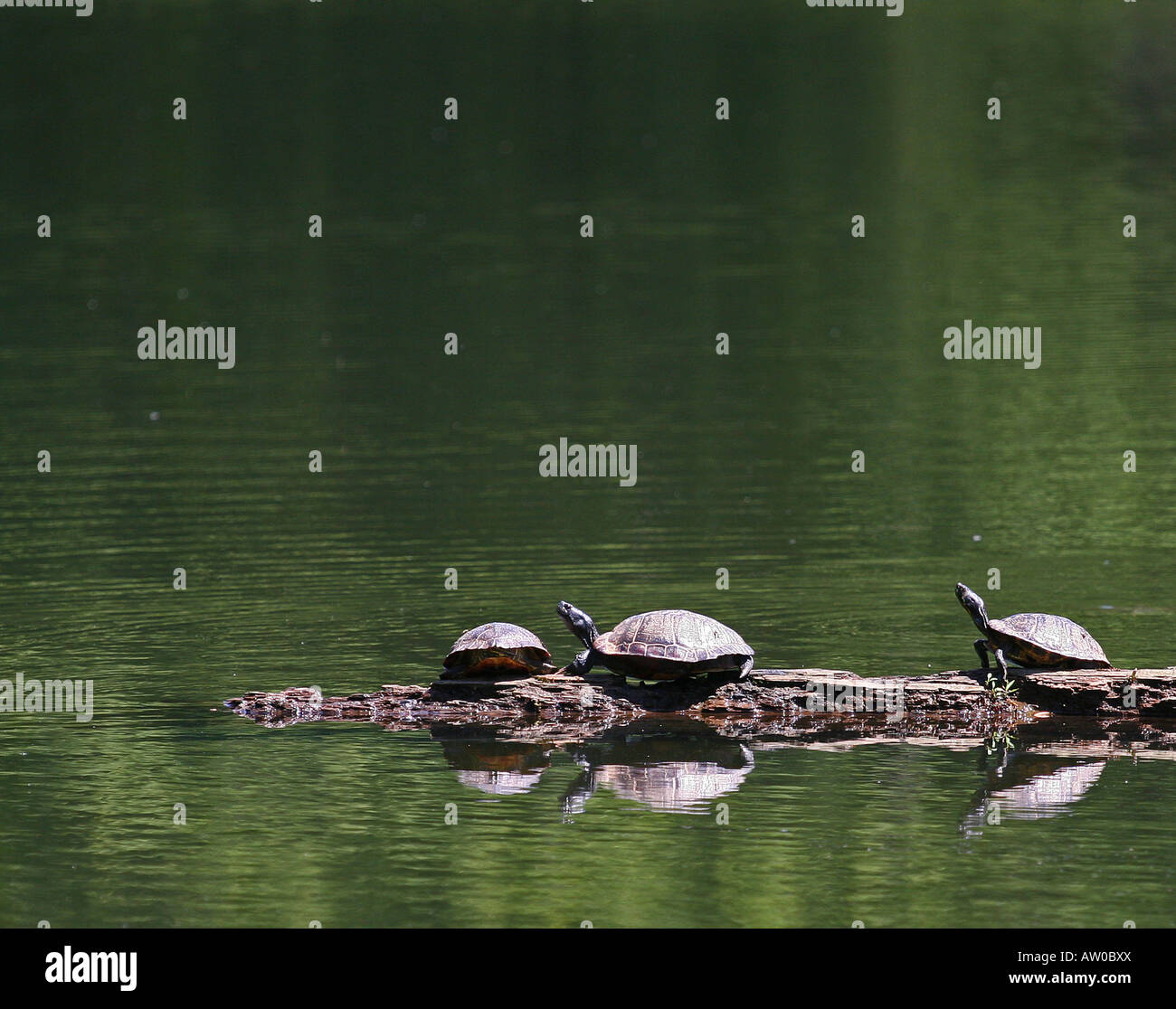 Three turtles lined up on a log in a lake Stock Photo - Alamy