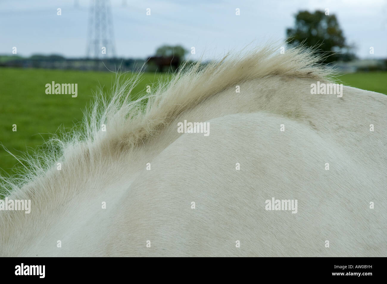 Close up of horse’s mane Stock Photo - Alamy