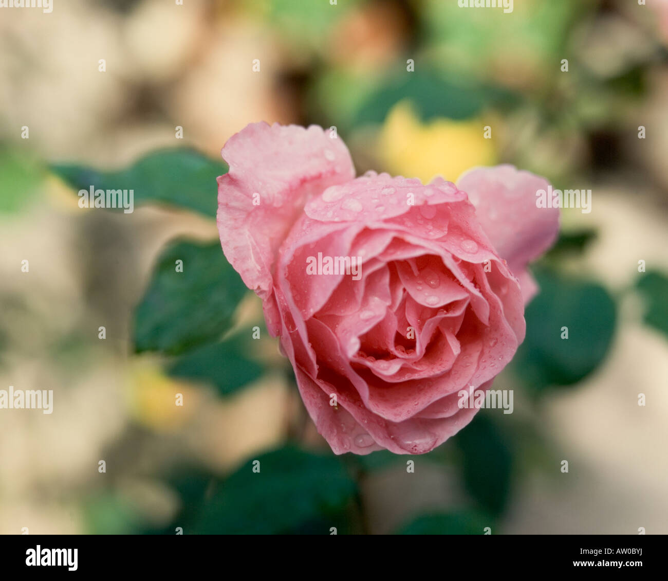 1 single rose hi-res stock photography and images - Alamy