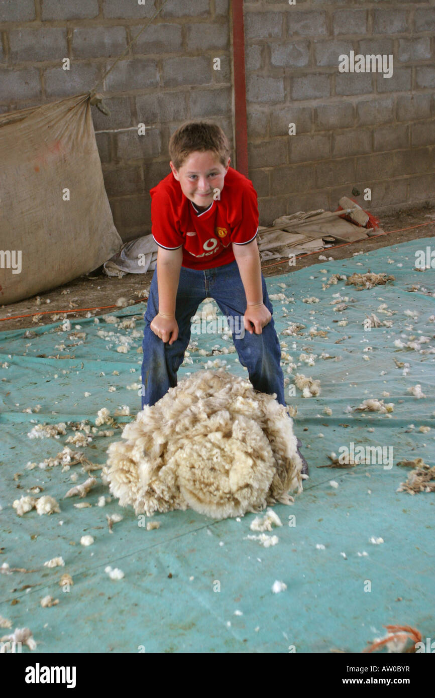 Young boy with woolen Fleece from Sheep, wool farm animal farming ewe ...