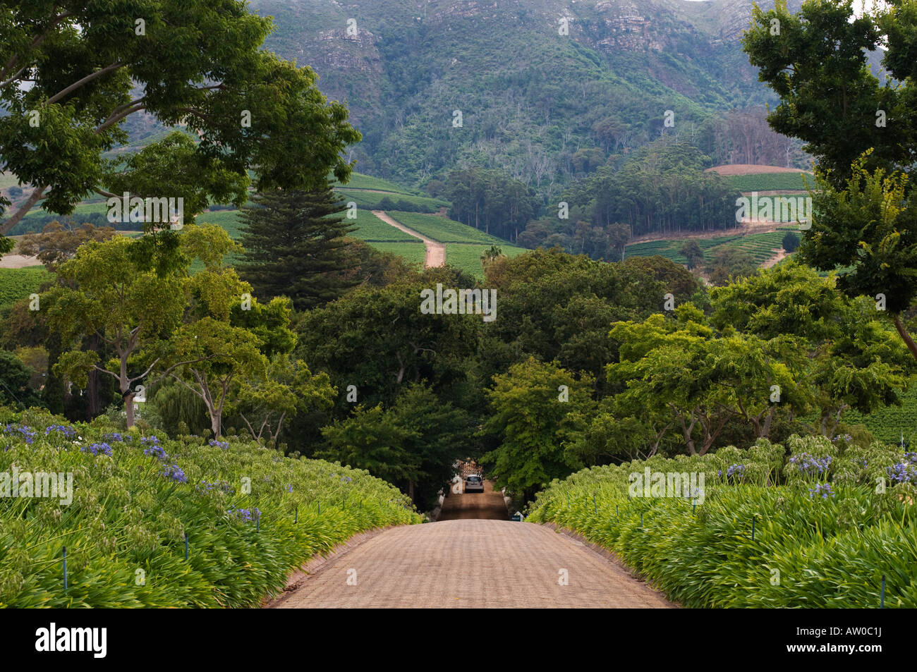 Klein Constantia Estate winery in the winelands cape peninsula cape ...