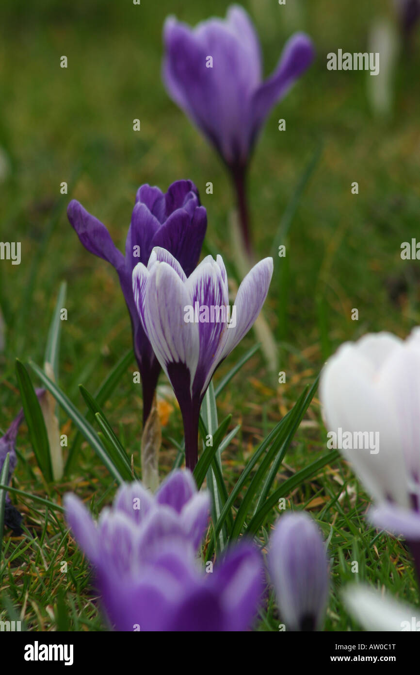 flowering crocus spring - Crocus Iridaceae bloom blooming blooms ...