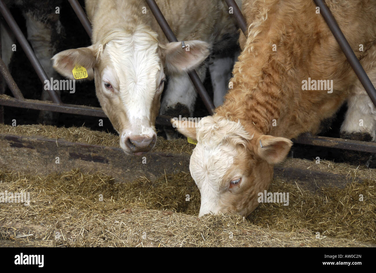 Meat cattle shed uk hi-res stock photography and images - Alamy