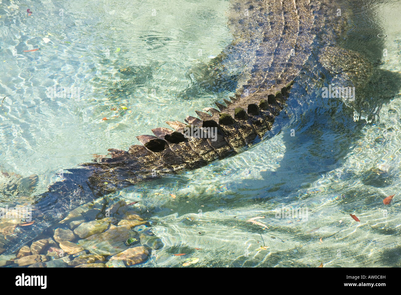 Salt Water Crocodile Stock Photo - Alamy