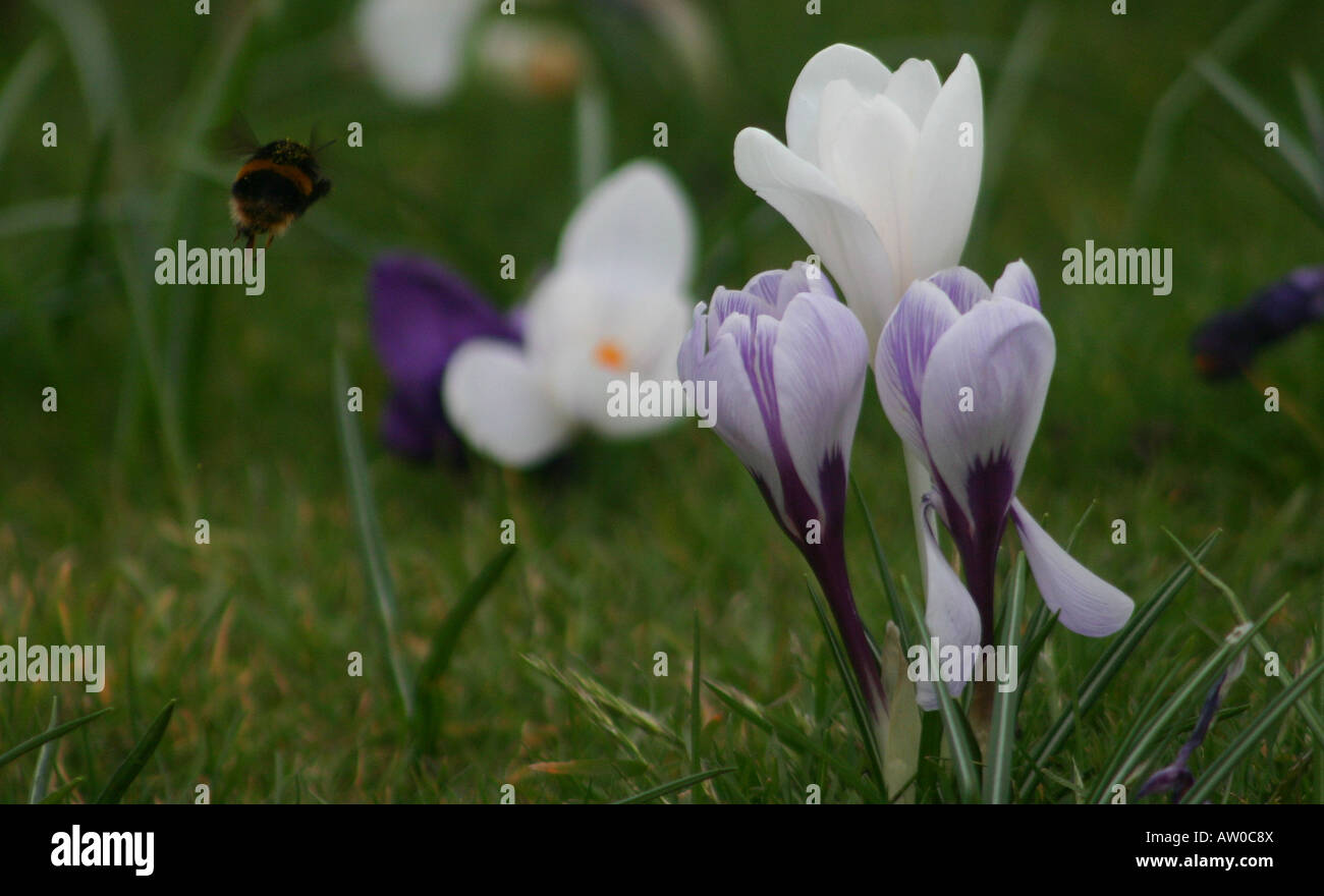 flowering crocus spring - Crocus Iridaceae bloom blooming blooms ...