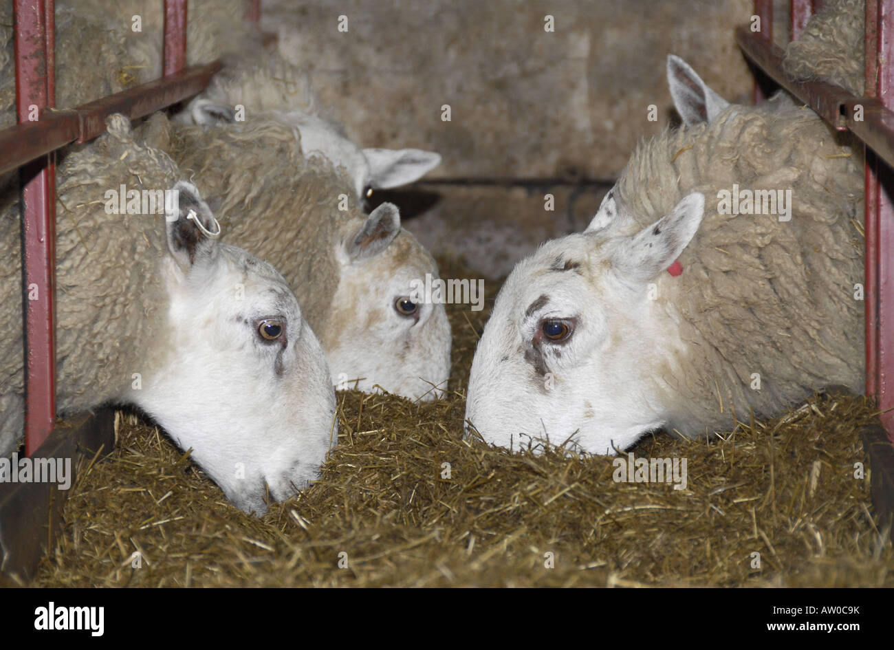 Head shots of Welsh Mule Ewes feeding on silage in indoor winter ...