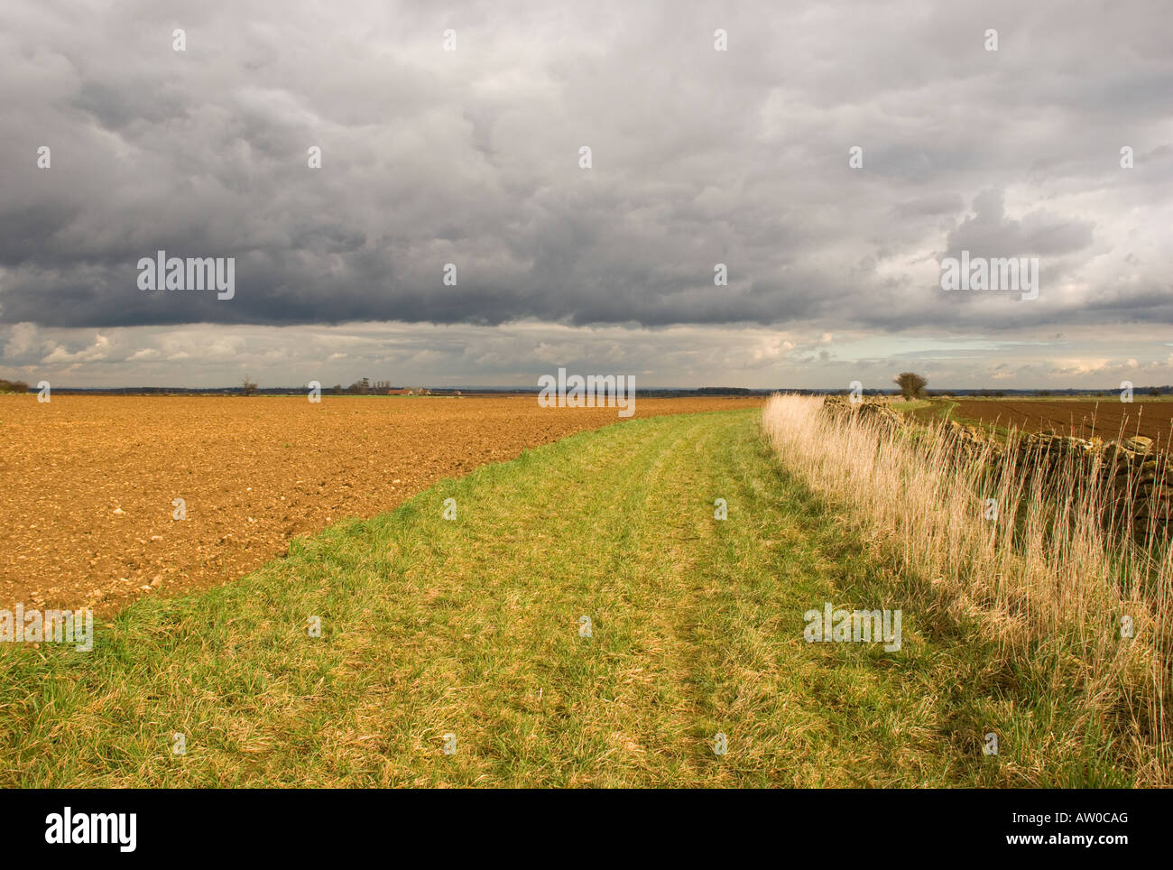Beetle bank uk hi-res stock photography and images - Alamy