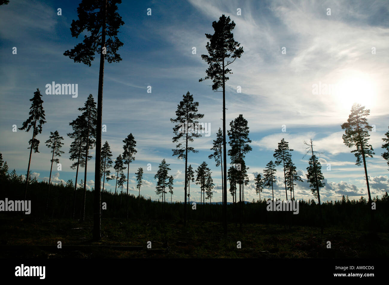 Pine Trees in Swedish Forest, Sweden Stock Photo - Alamy