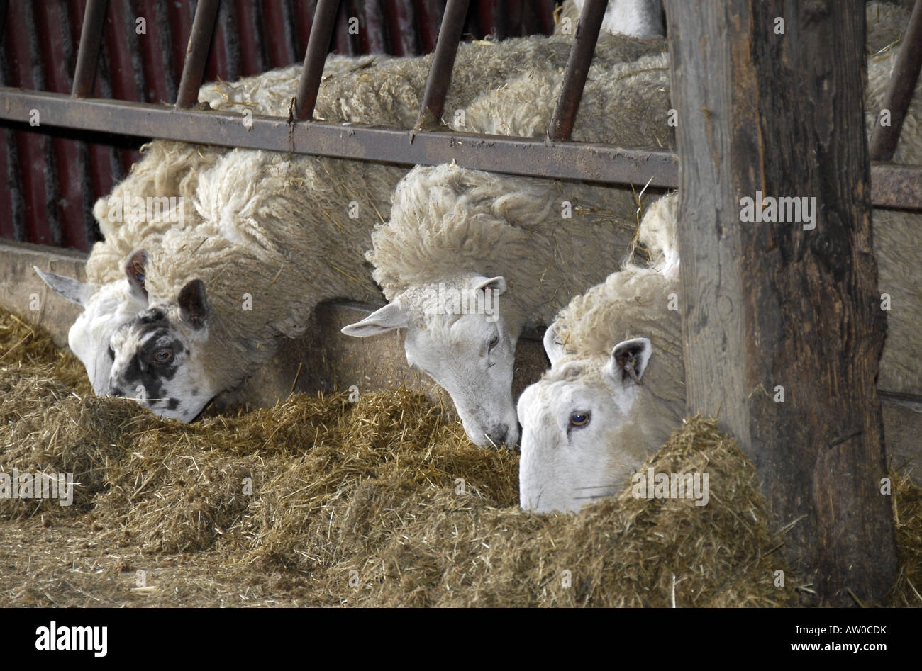 Head shots of Welsh Mule Ewes feeding on silage in indoor winter ...
