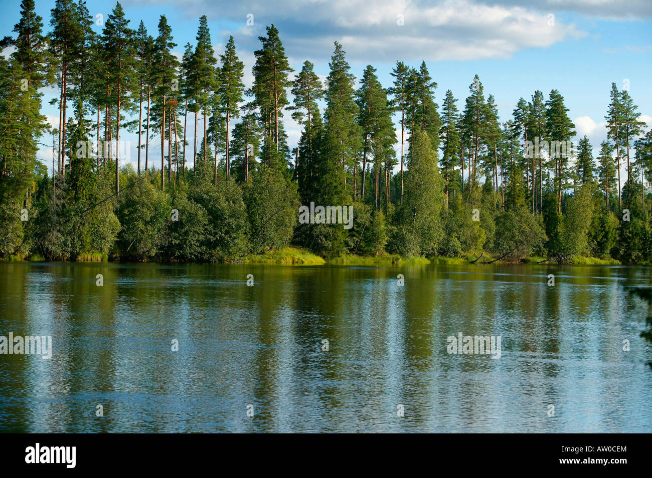 Pine Trees in Swedish Forest, Sweden Stock Photo - Alamy