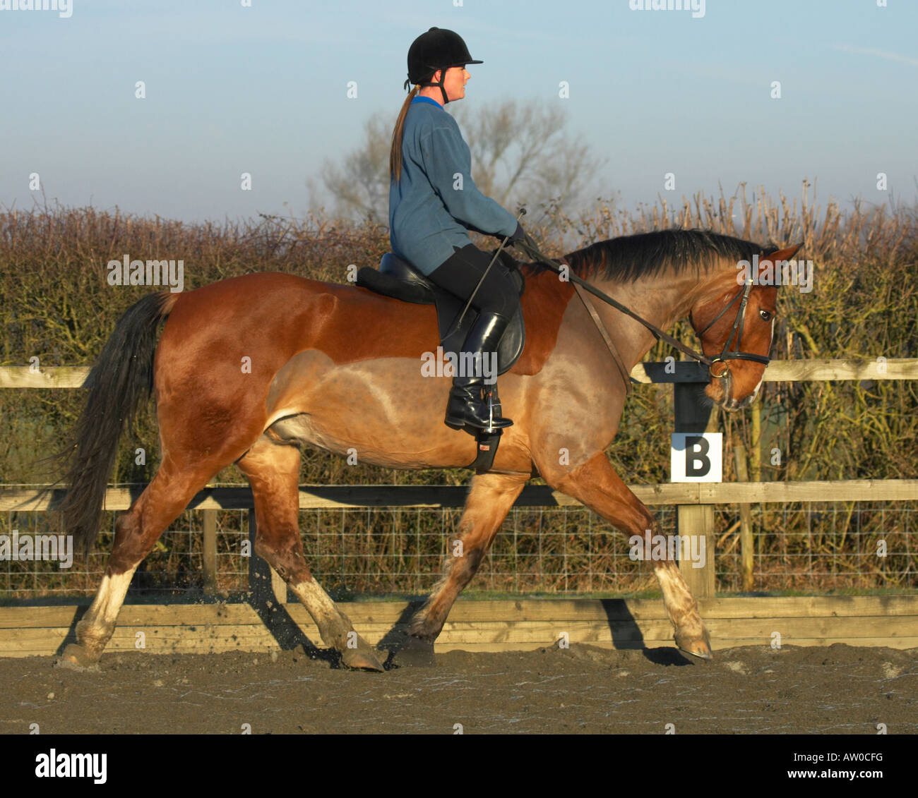 Dressage train hi-res stock photography and images - Alamy