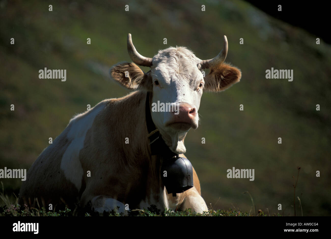 Cow europe hi-res stock photography and images - Alamy