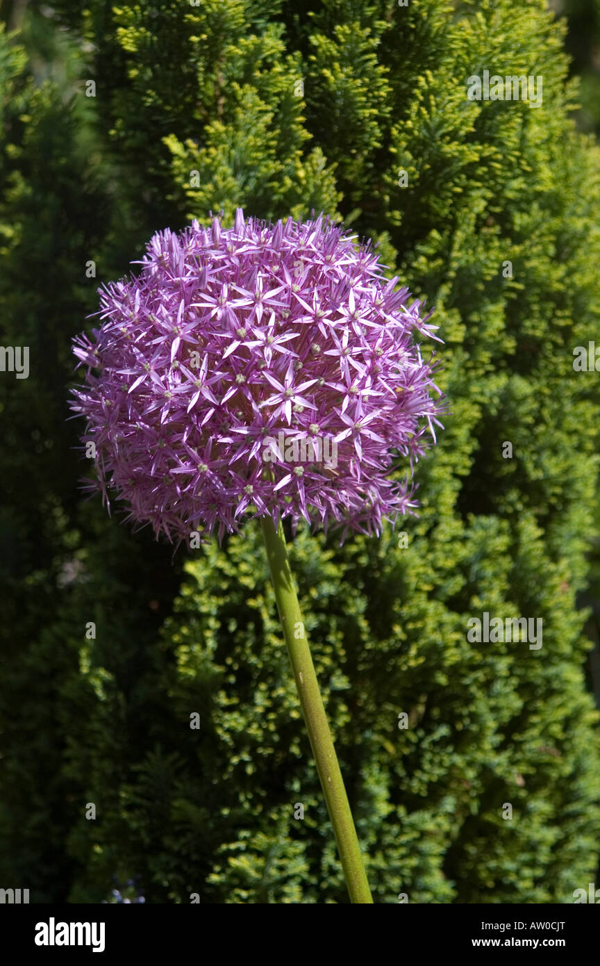 Allium onion hi-res stock photography and images - Alamy