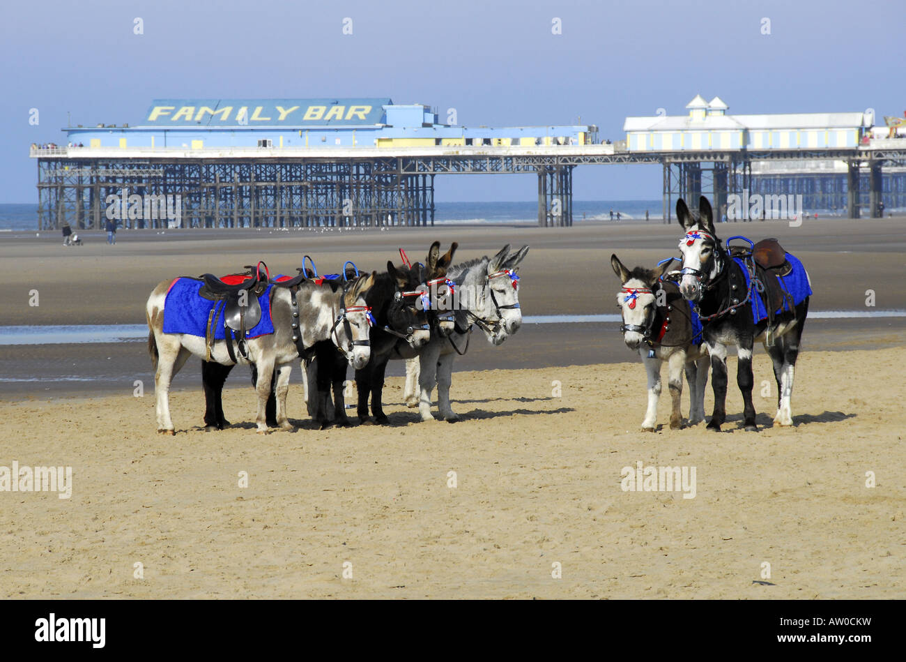 Coated donkeys line up on Brighton beach infront of pier waiting to ...