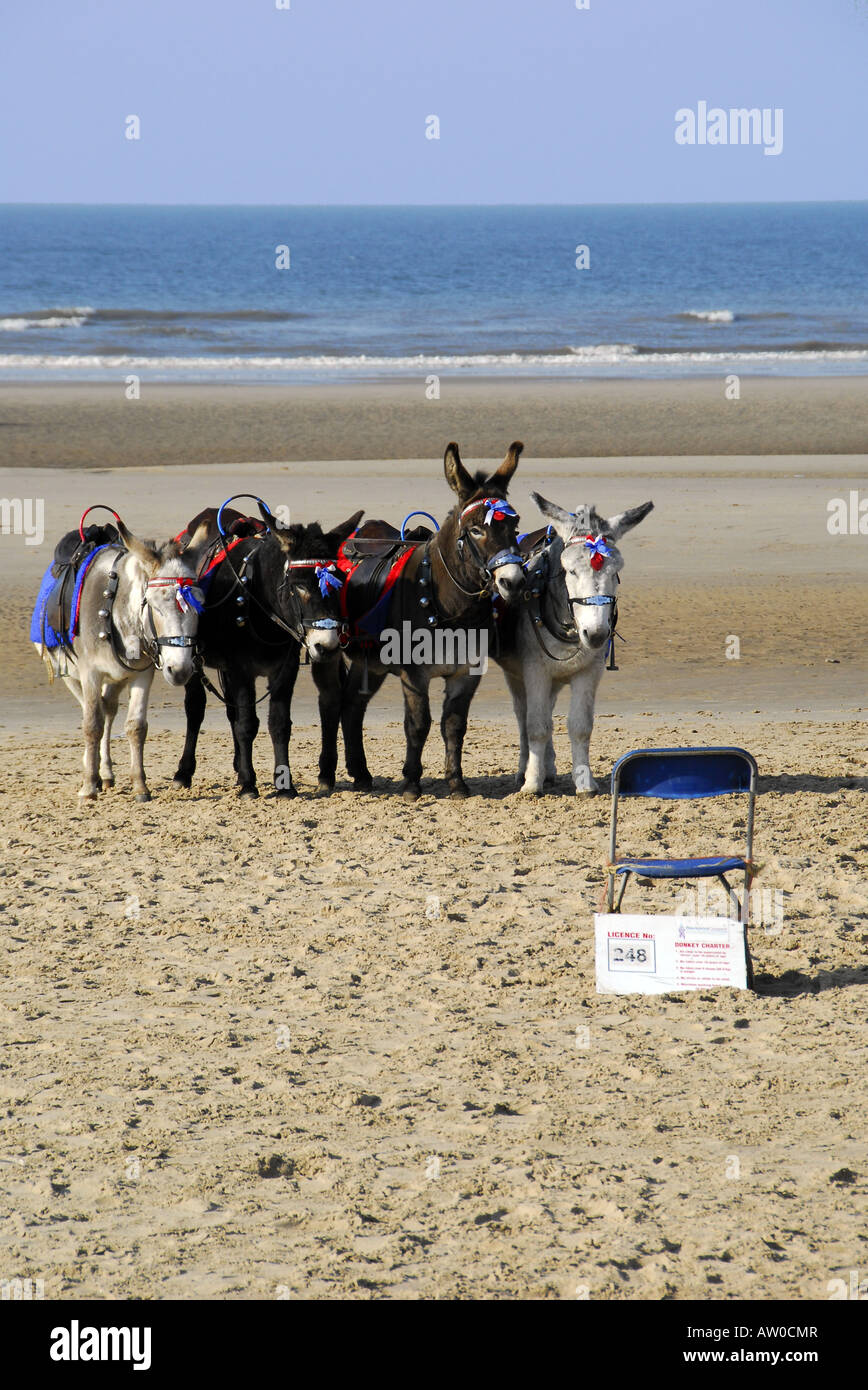 Traditional seaside donkey rides hi-res stock photography and images ...