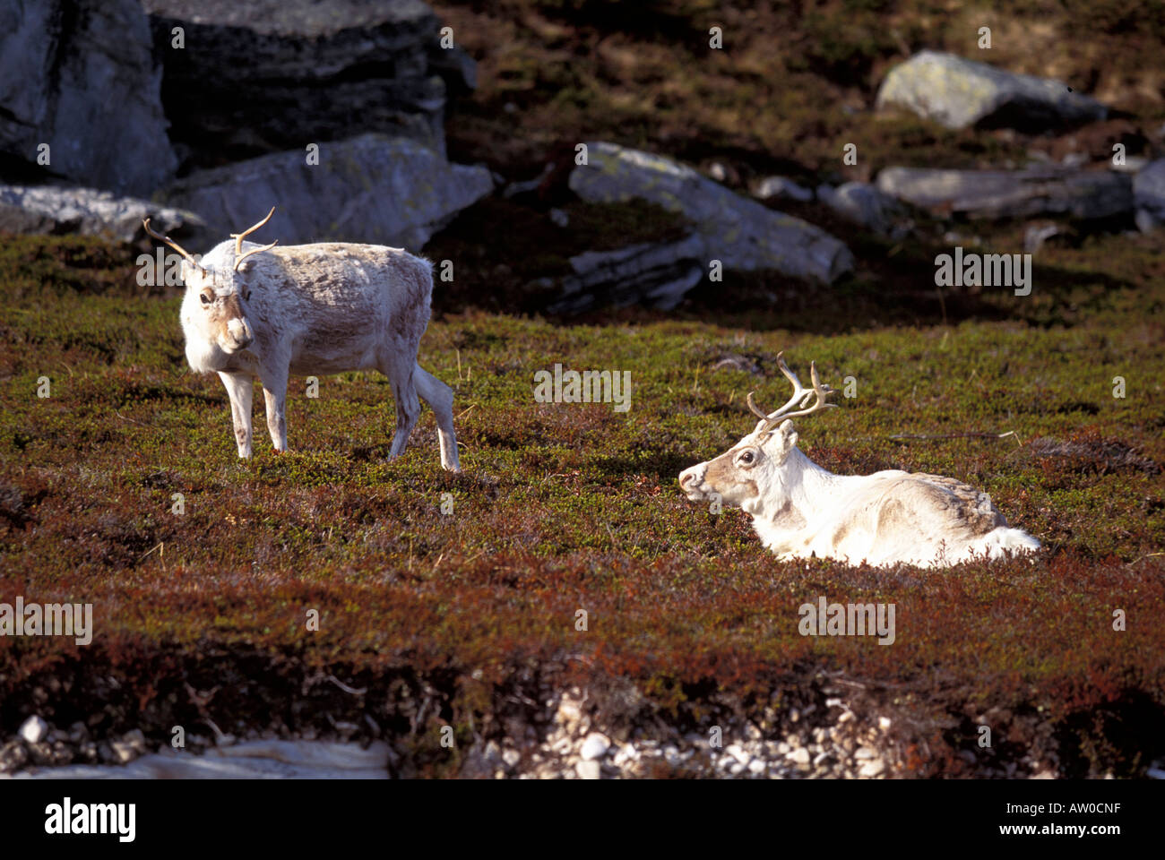 Porsanger Halvoya peninsula Finnmark Norway Europe Stock Photo - Alamy