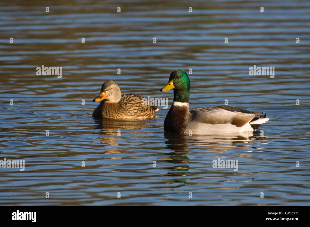 Mallard pair, UK, spring Stock Photo - Alamy