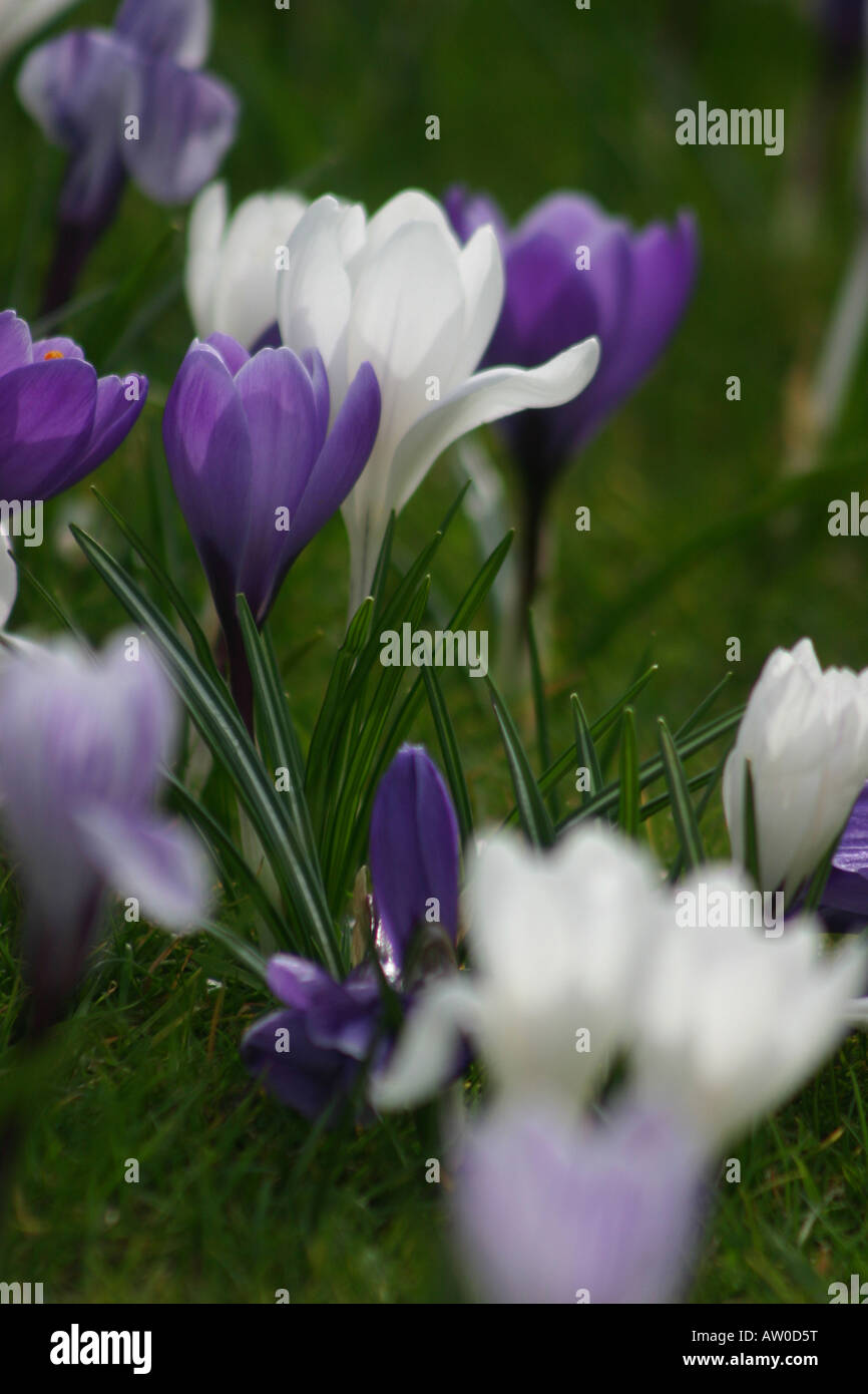 flowering crocus spring - Crocus Iridaceae bloom blooming blooms ...