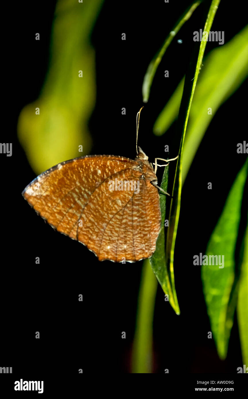 Night butterfly dark hi-res stock photography and images - Alamy