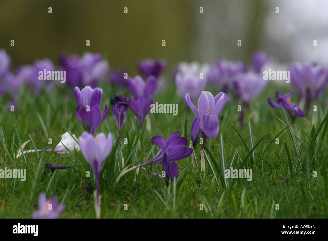 flowering crocus spring - Crocus Iridaceae bloom blooming blooms ...