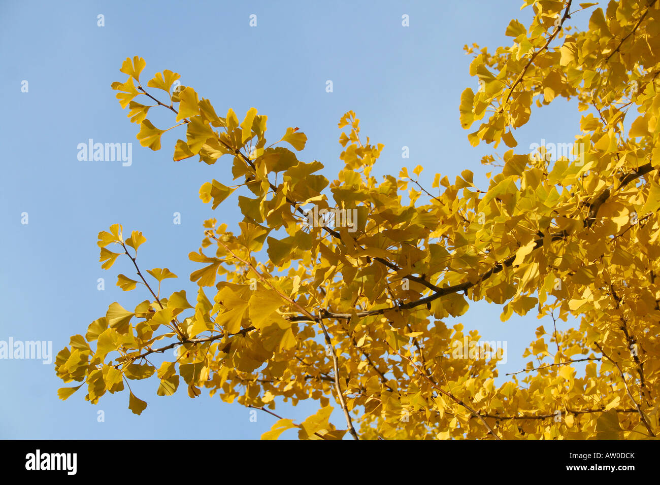 Gingko tree branch at the autumn Fall Colors Stock Photo - Alamy
