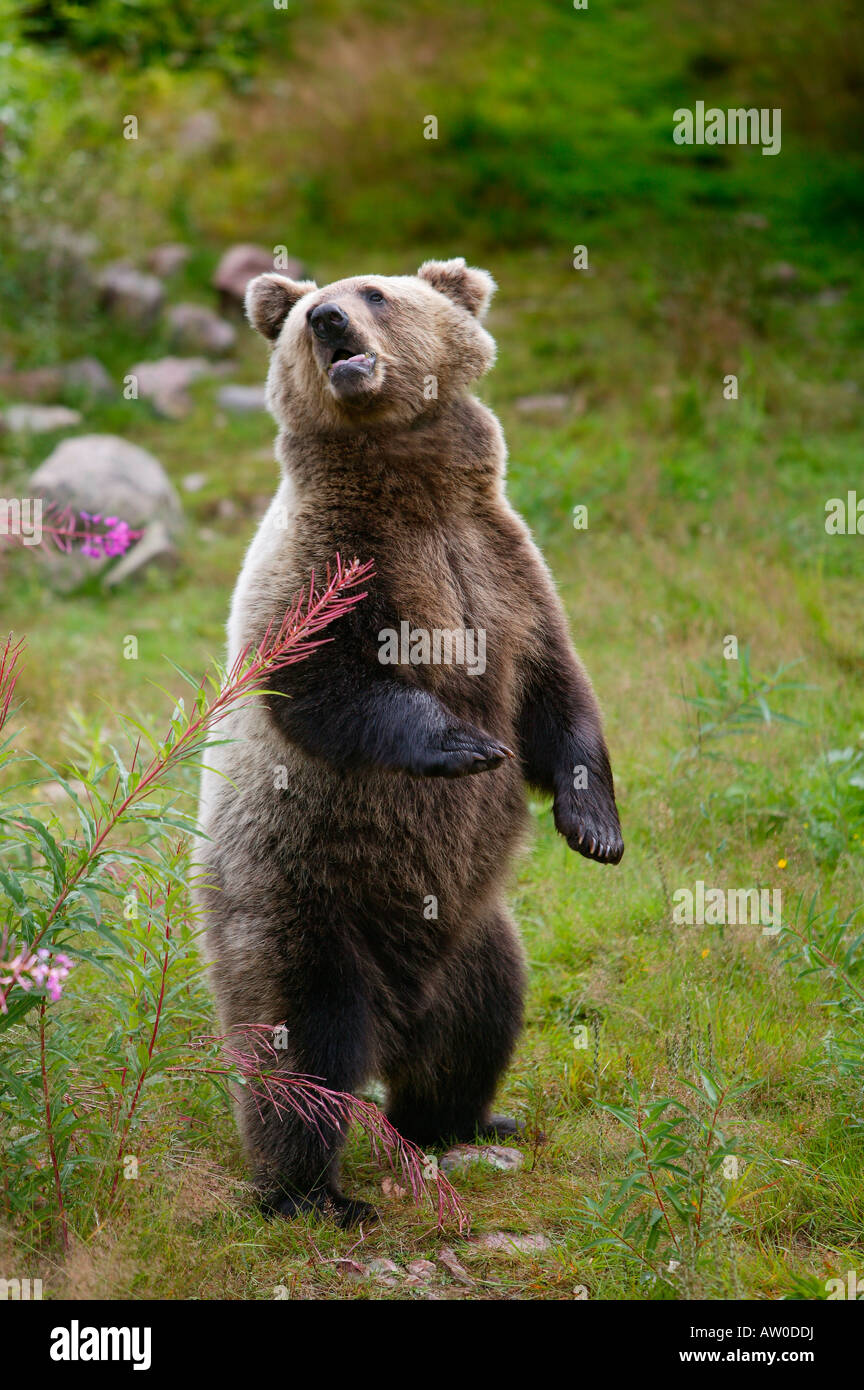 Brown Bear, Sweden Stock Photo - Alamy