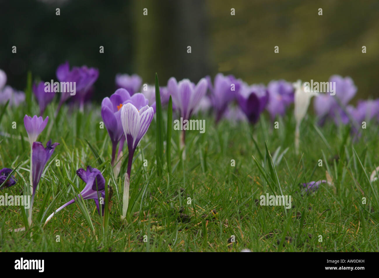 flowering crocus spring - Crocus Iridaceae bloom blooming blooms ...