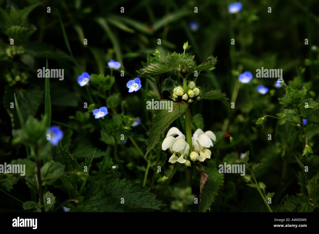 Pretty Weeds High Resolution Stock Photography and Images - Alamy