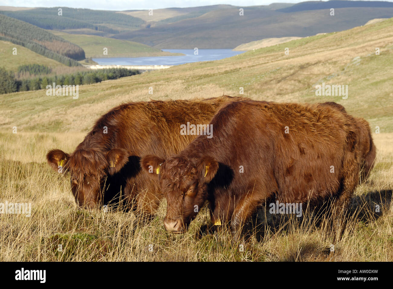Highland cattle grazing in mountains above reservoir Stock Photo - Alamy
