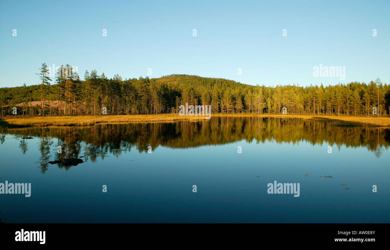 Pine Trees in Swedish Forest, Sweden Stock Photo - Alamy