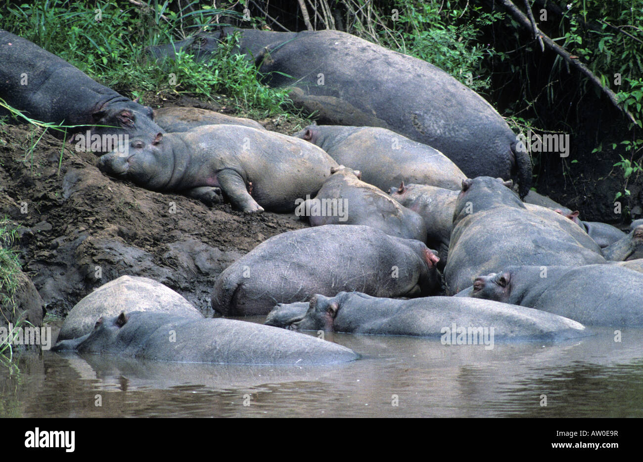 Hippos hippopotamus amphibius jaws hi-res stock photography and images ...
