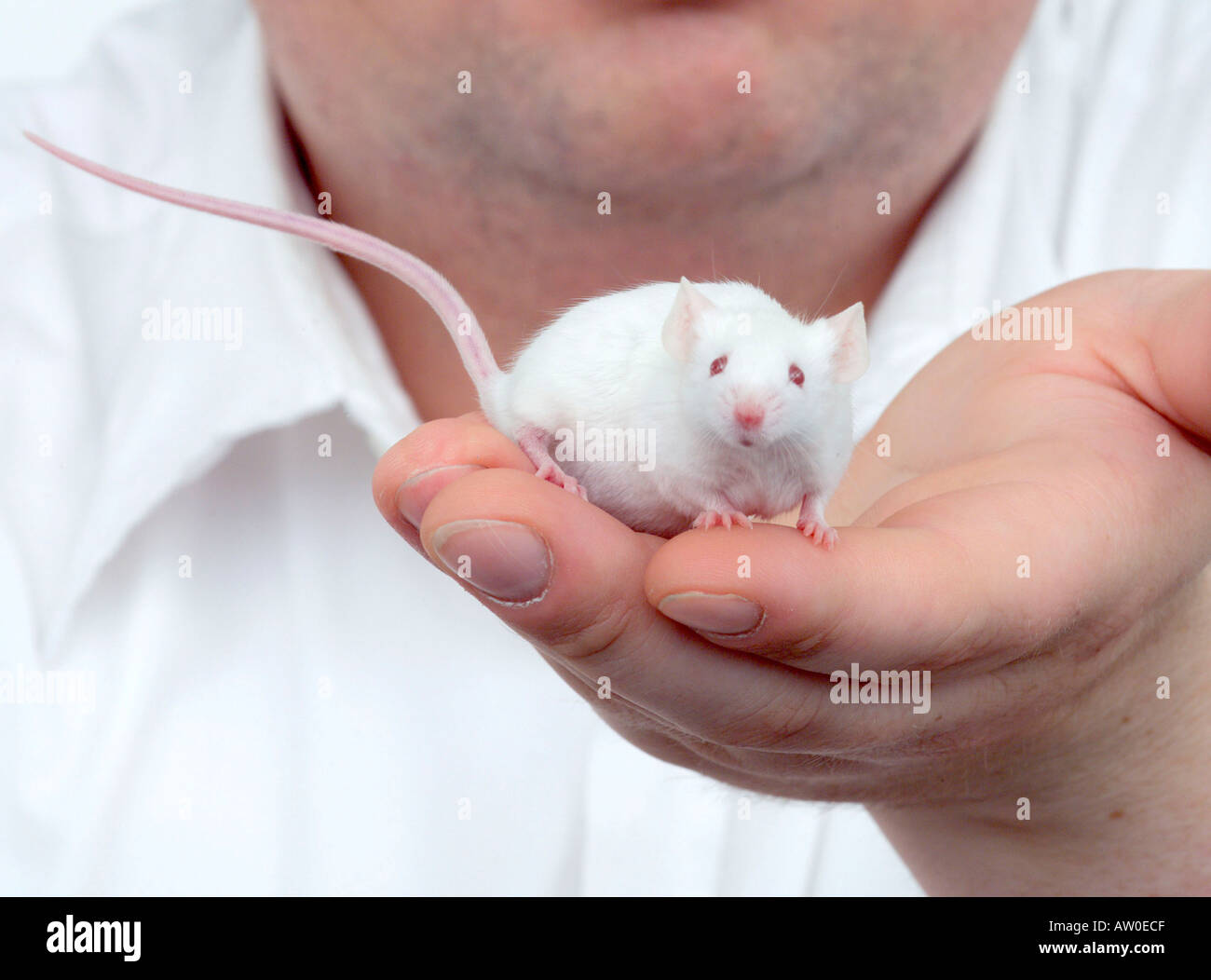 Albino mouse hi-res stock photography and images - Alamy