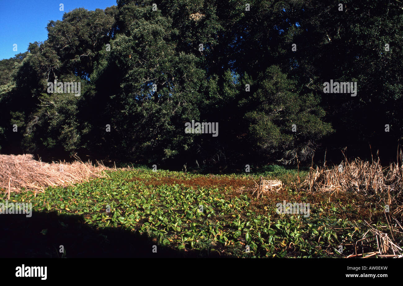 Sag pond formed by fault movement in Santa Cruz Mountains Stock Photo ...